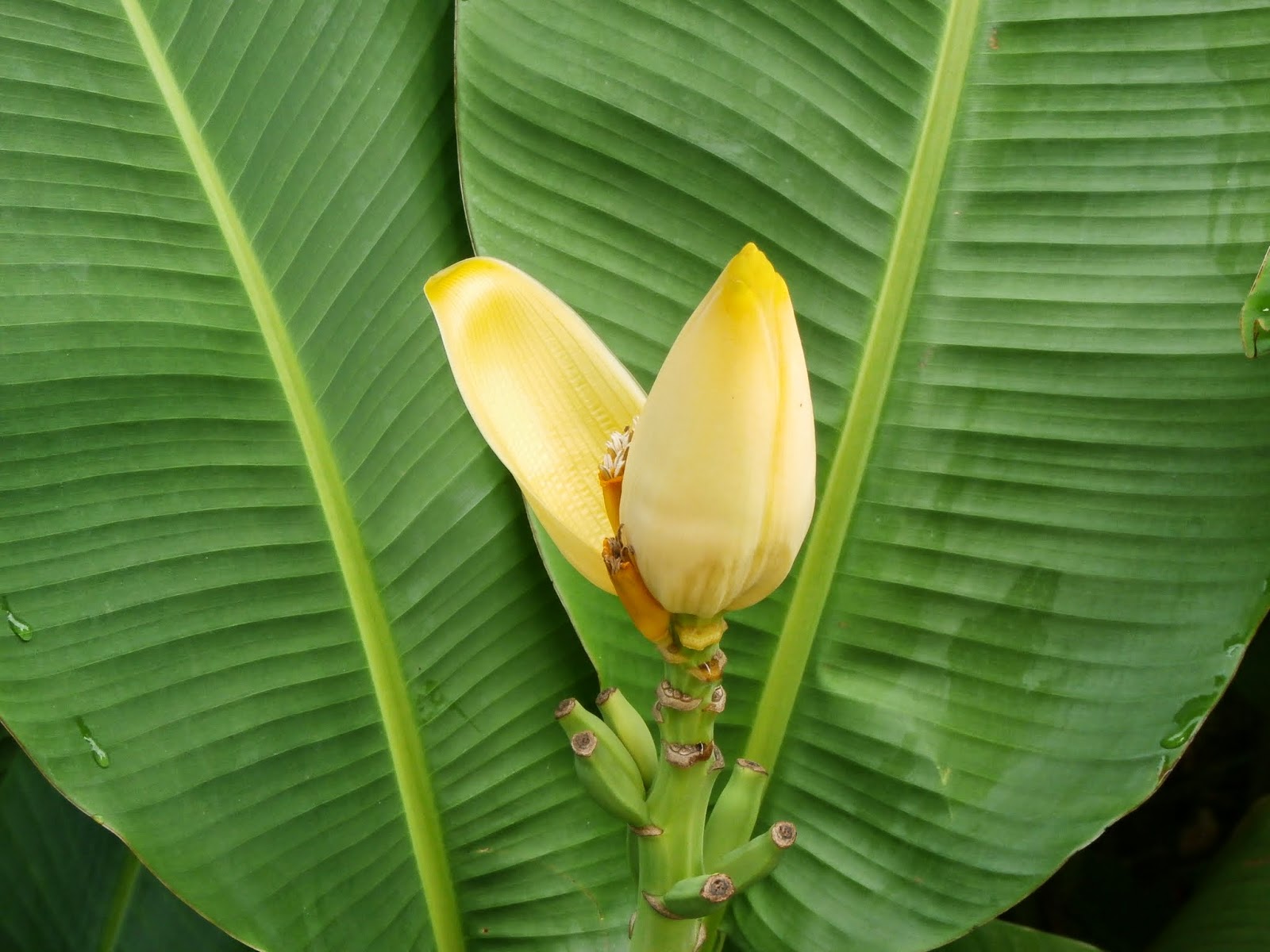 Plantsnap – Identify Plants, Trees, Mushrooms With An App