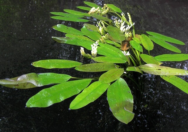 Plantsnap – Identify Plants, Trees, Mushrooms With An App