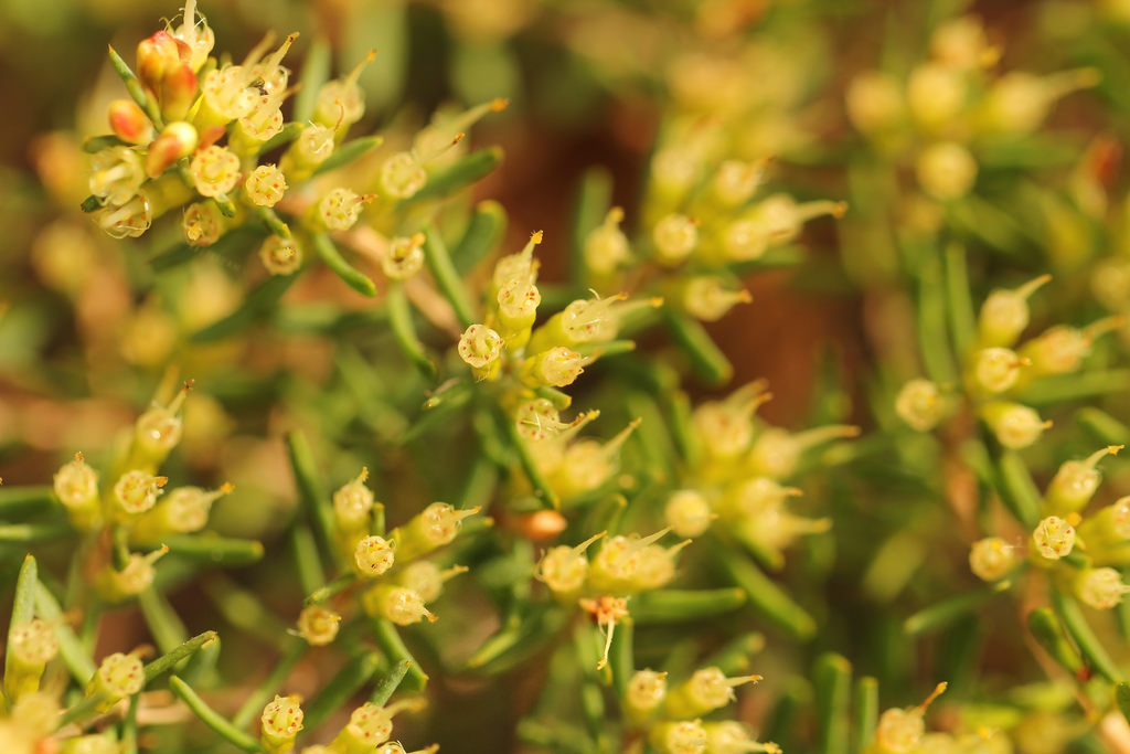 Plantsnap – Identify Plants, Trees, Mushrooms With An App