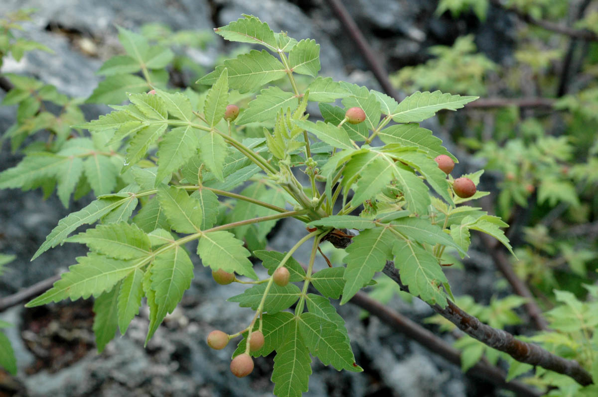 Plantsnap Identify Plants Trees Mushrooms With An App Plantsnap Identify Plants Trees Mushrooms With An App