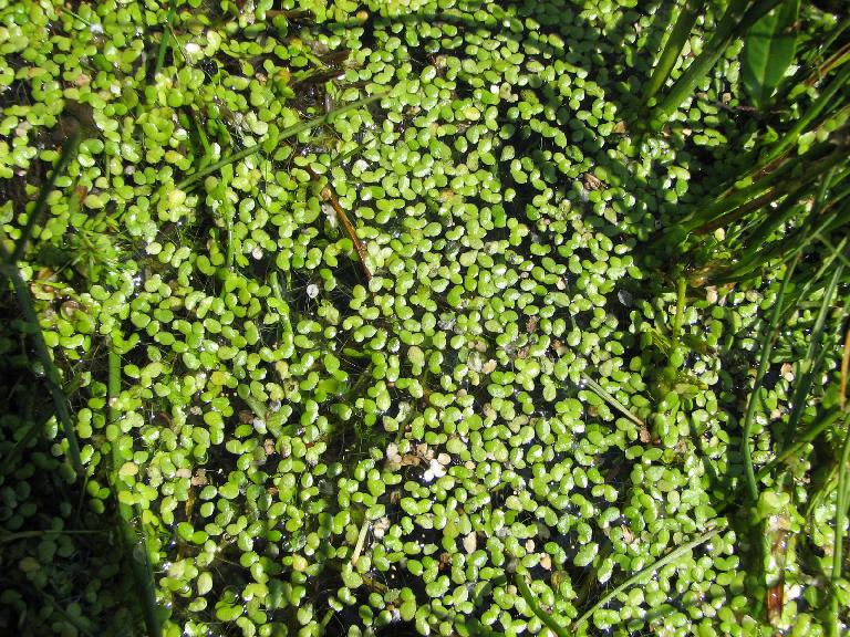 Plantsnap – Identify Plants, Trees, Mushrooms With An App