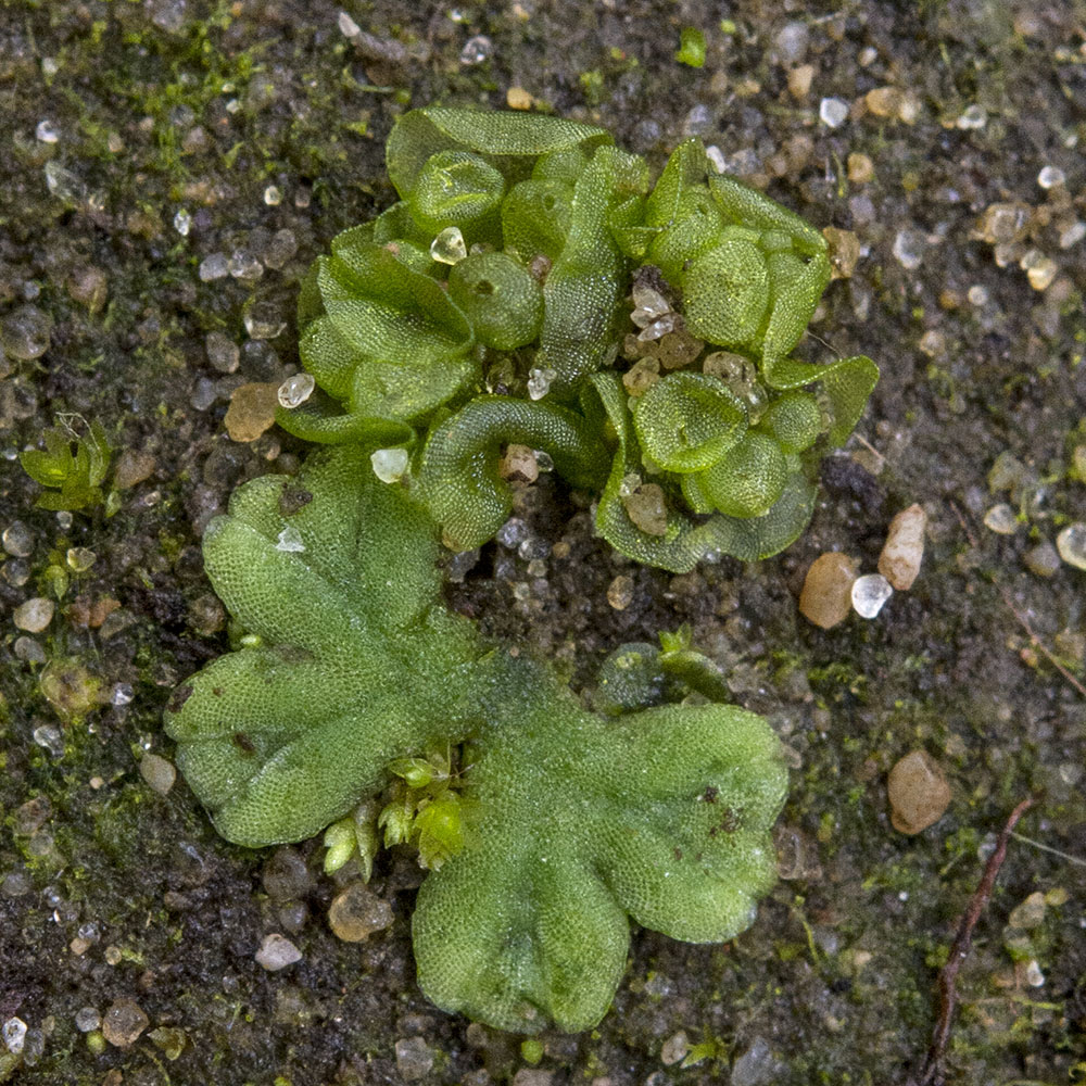 Plantsnap – Identify Plants, Trees, Mushrooms With An App