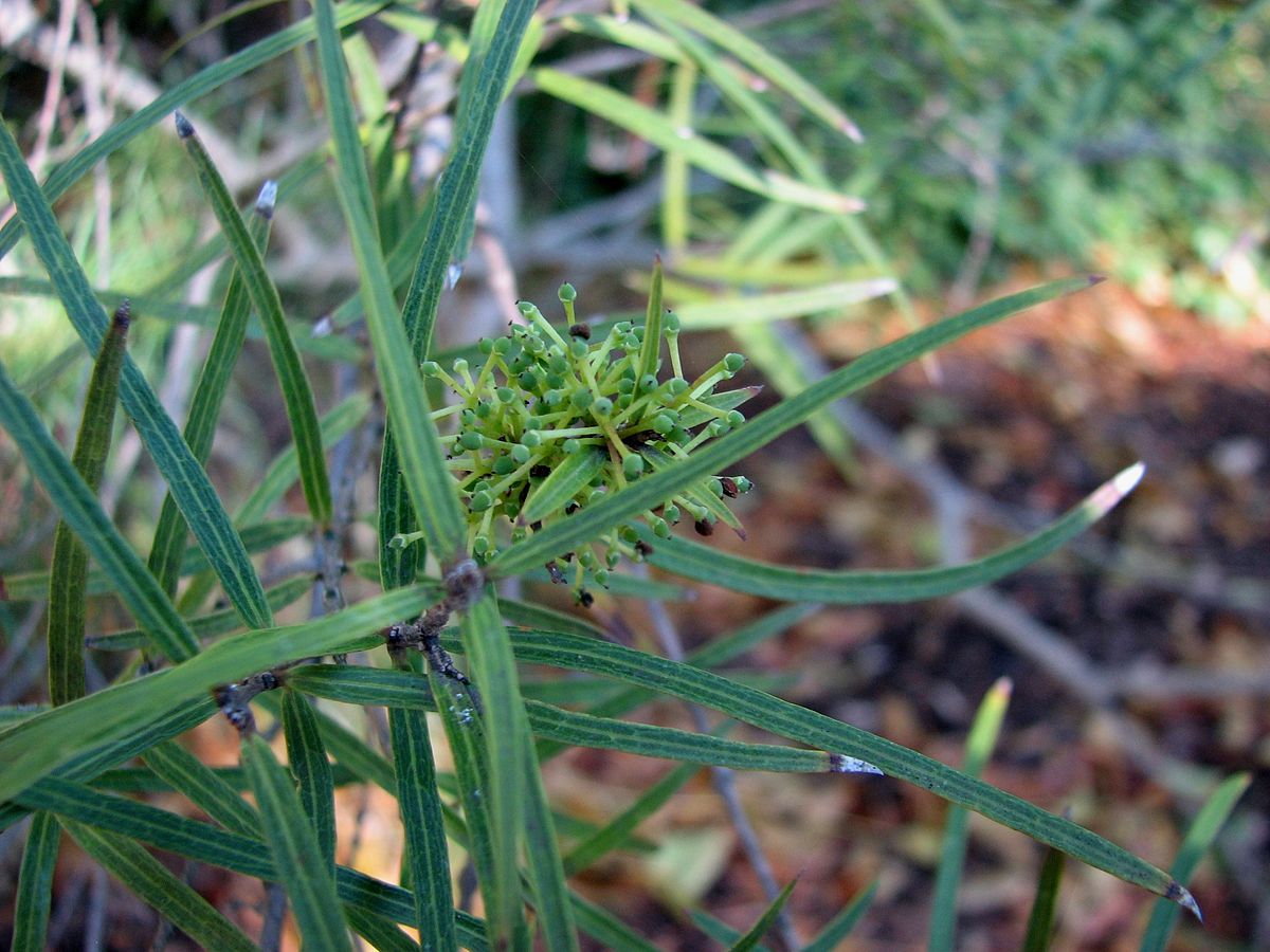 Plantsnap – Identify Plants, Trees, Mushrooms With An App