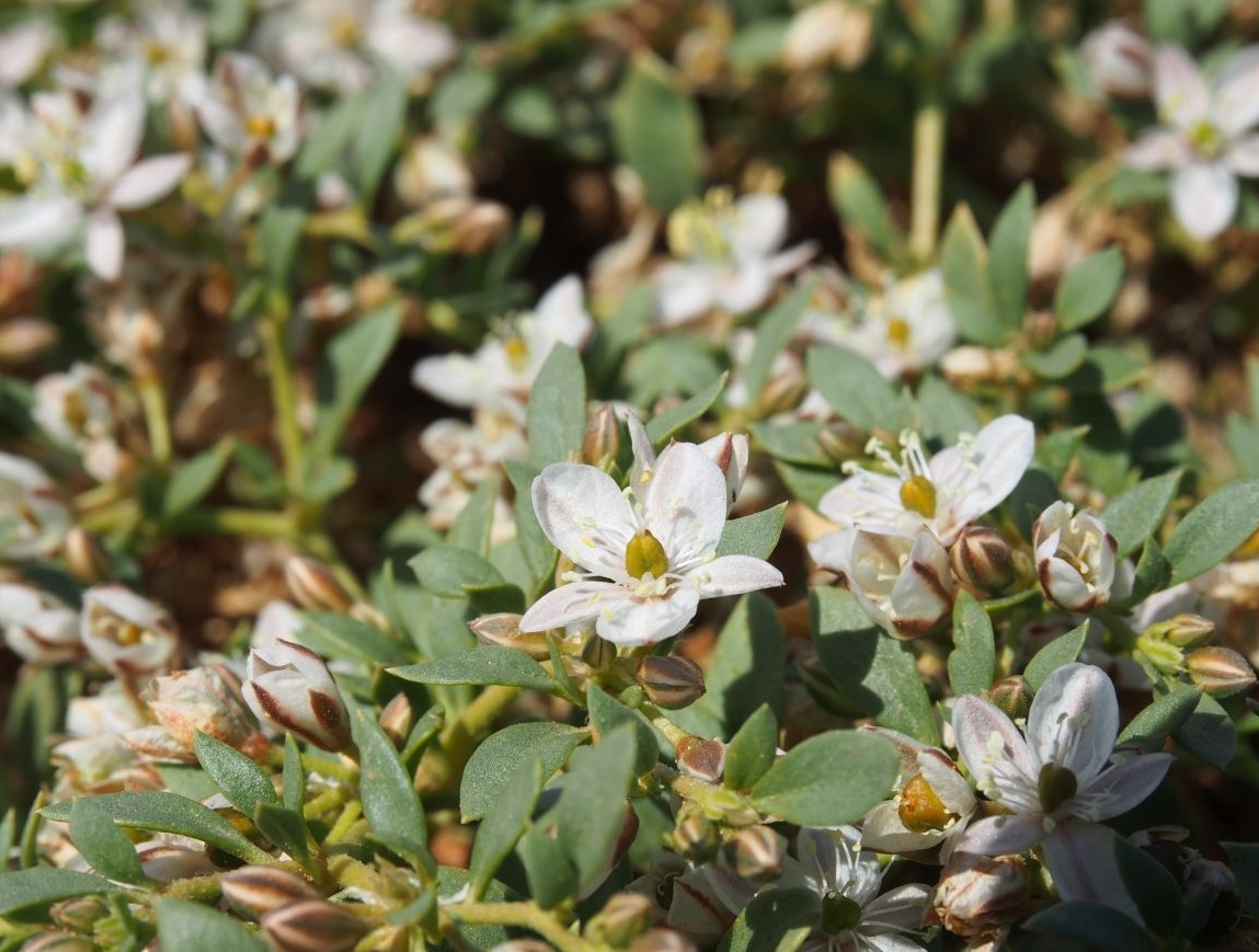 Plantsnap – Identify Plants, Trees, Mushrooms With An App