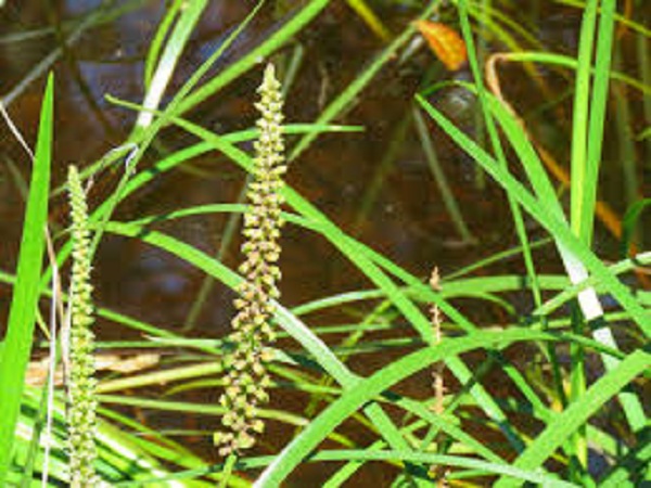 Plantsnap – Identify Plants, Trees, Mushrooms With An App