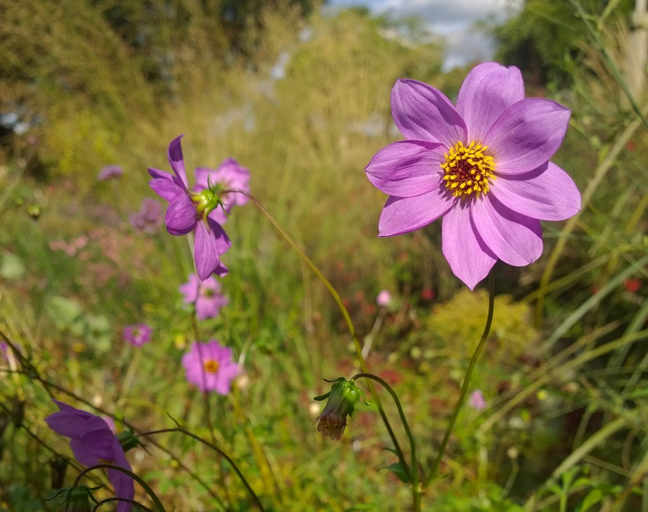 How to care for Merck's dahlia - Complete Plant Care Guide | PlantSnap ...