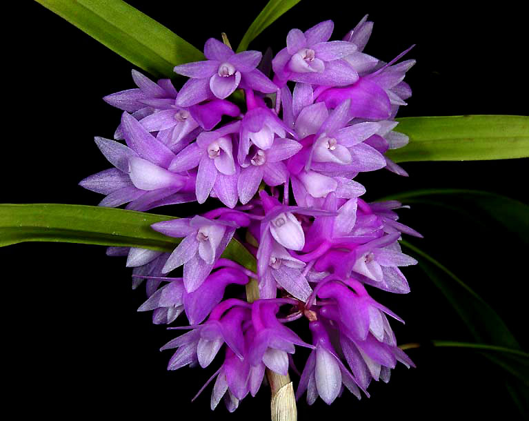 How to care for Ramos's dendrobium - Complete Plant Care Guide ...