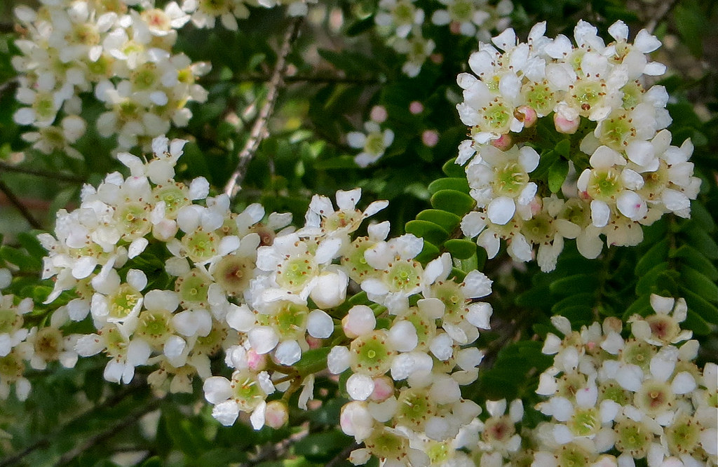 Plantsnap – Identify Plants, Trees, Mushrooms With An App