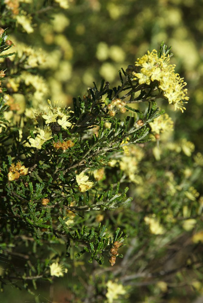 Plantsnap – Identify Plants, Trees, Mushrooms With An App