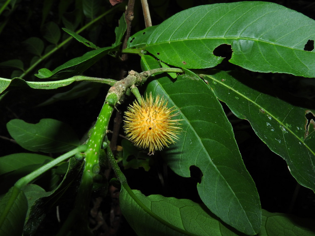 Plantsnap – Identify Plants, Trees, Mushrooms With An App