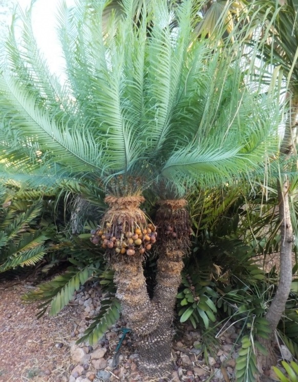 Plantsnap – Identify Plants, Trees, Mushrooms With An App