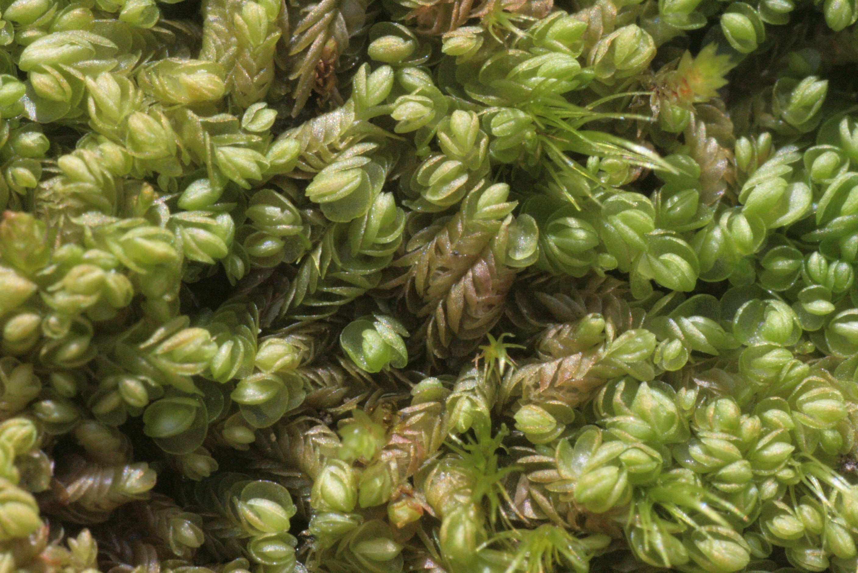 Plantsnap – Identify Plants, Trees, Mushrooms With An App