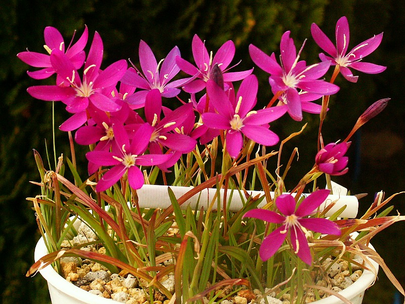 Plantsnap – Identify Plants, Trees, Mushrooms With An App