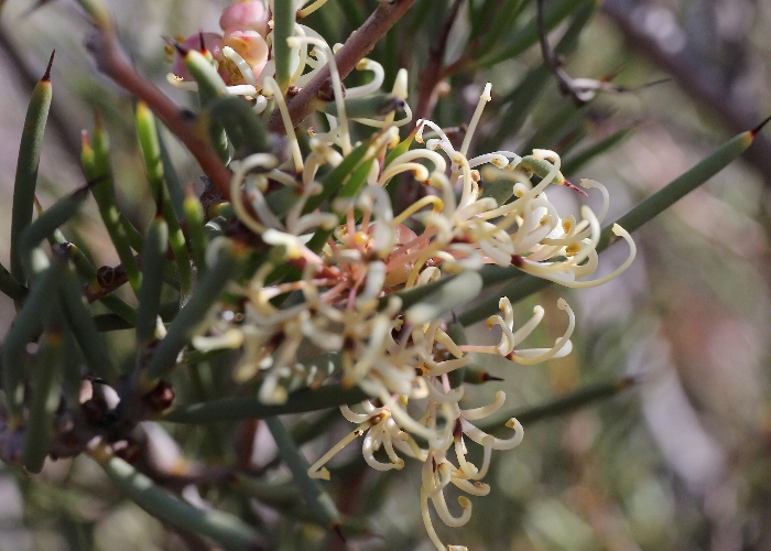 Plantsnap – Identify Plants, Trees, Mushrooms With An App