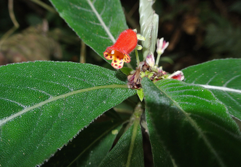 Plantsnap – Identify Plants, Trees, Mushrooms With An App