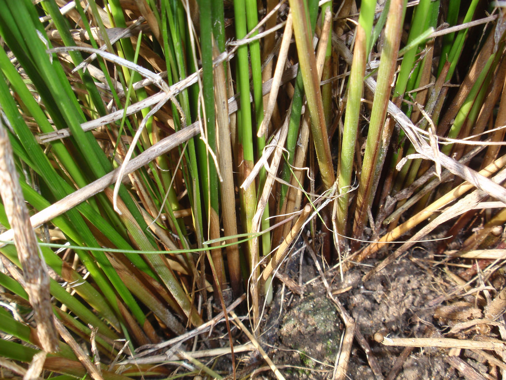 How to care for Western rush - Complete Plant Care Guide | PlantSnap ...