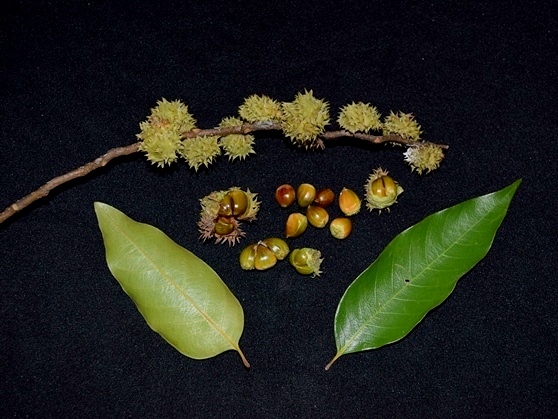 Plantsnap – Identify Plants, Trees, Mushrooms With An App