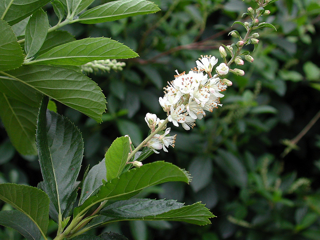 Plantsnap – Identify Plants, Trees, Mushrooms With An App