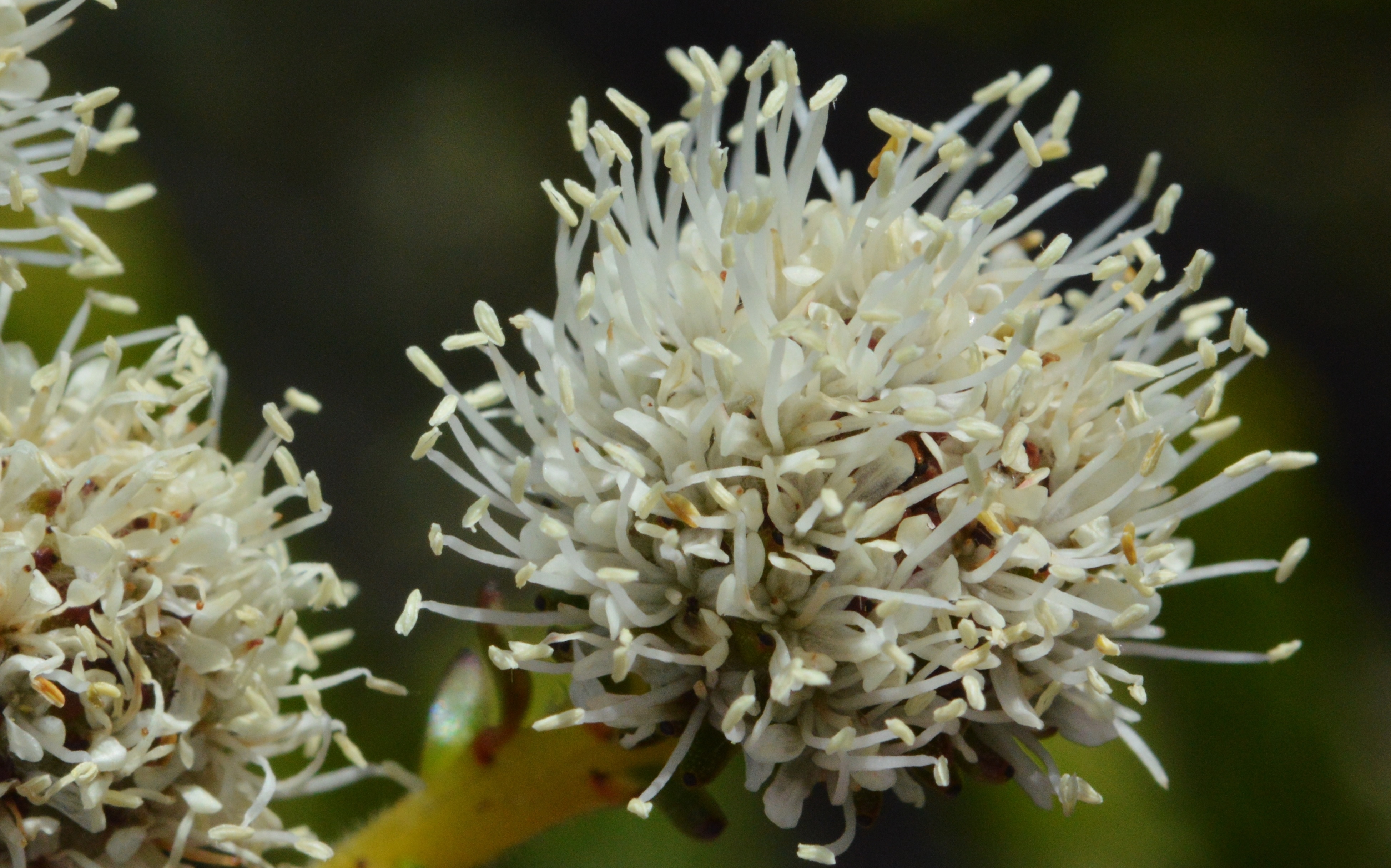 Plantsnap – Identify Plants, Trees, Mushrooms With An App