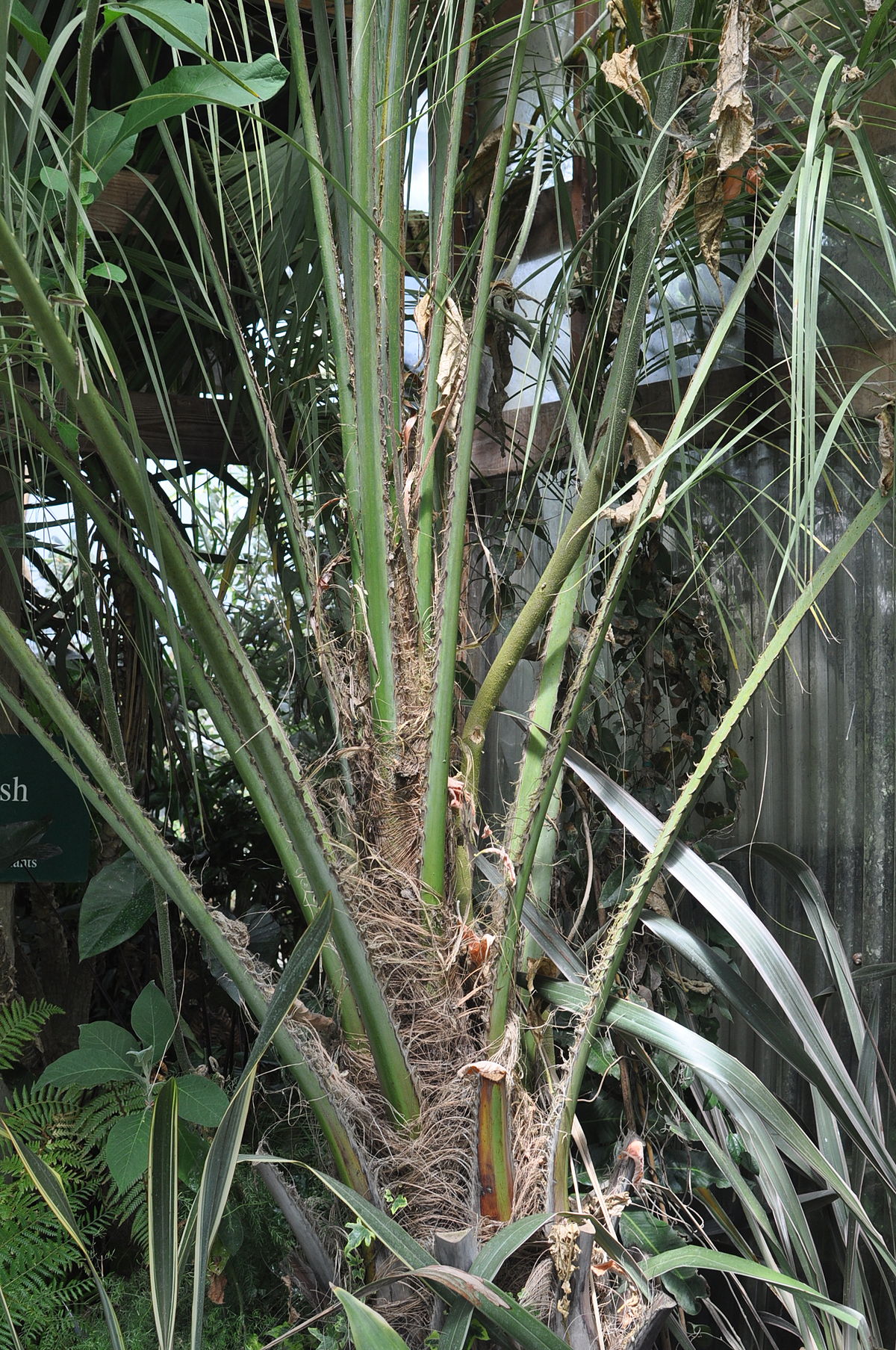 Plantsnap – Identify Plants, Trees, Mushrooms With An App