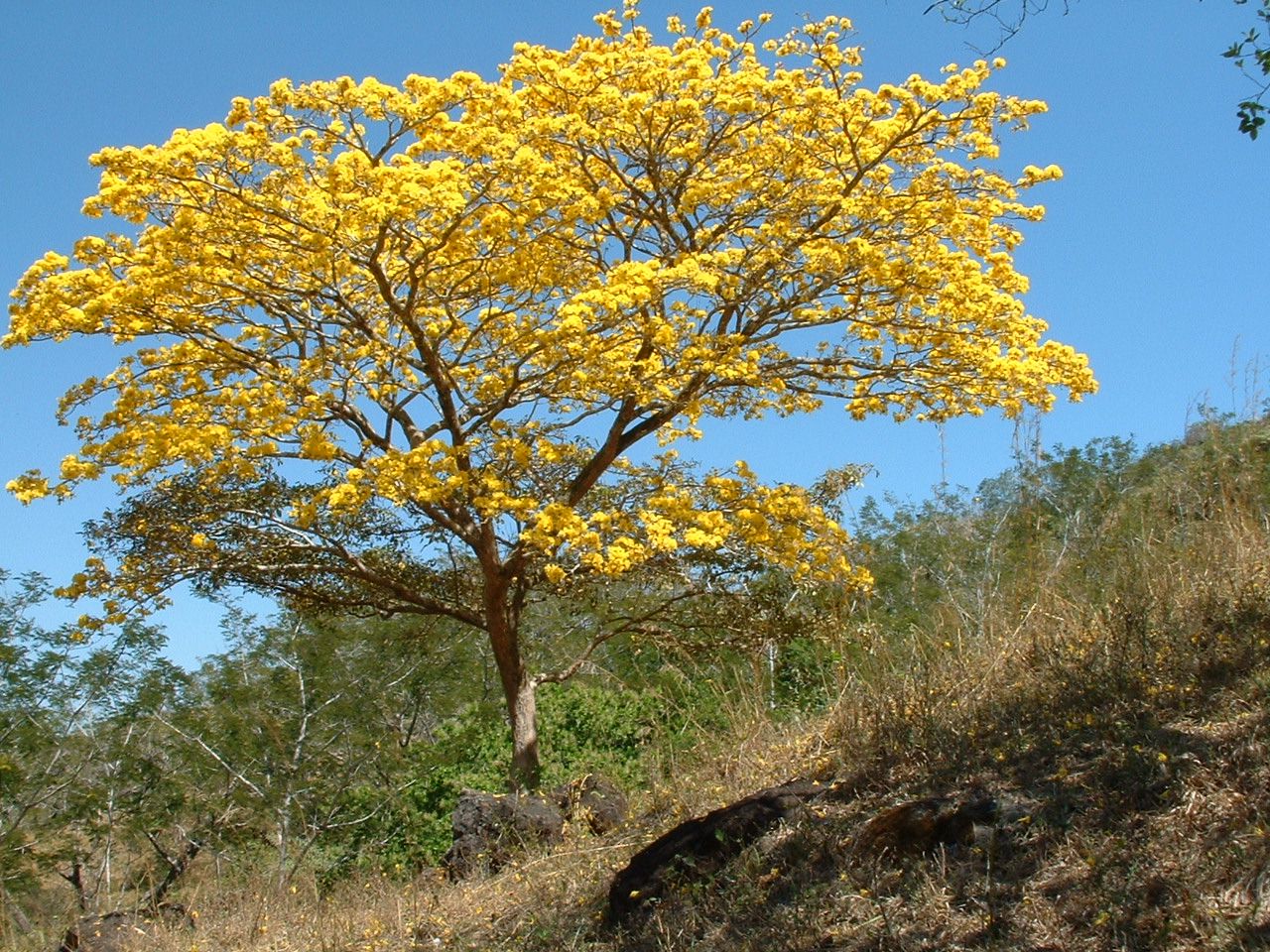 How to care for Dwarf trumpet tree - Complete Plant Care Guide ...