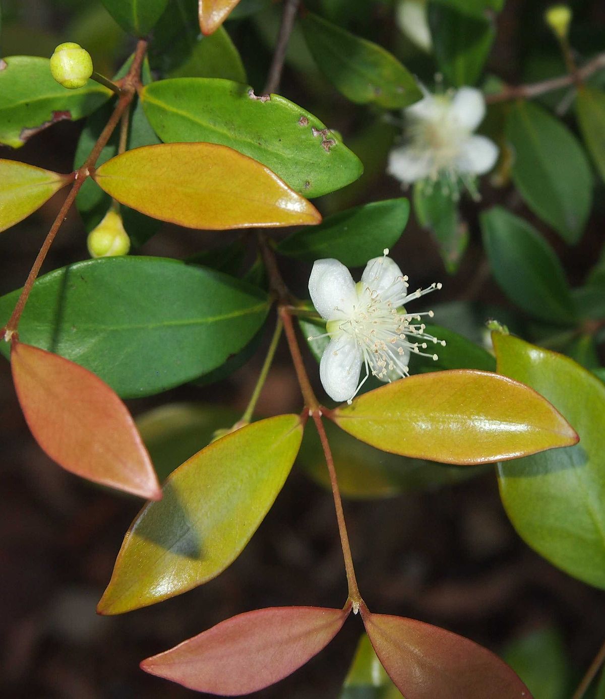 Plantsnap – Identify Plants, Trees, Mushrooms With An App