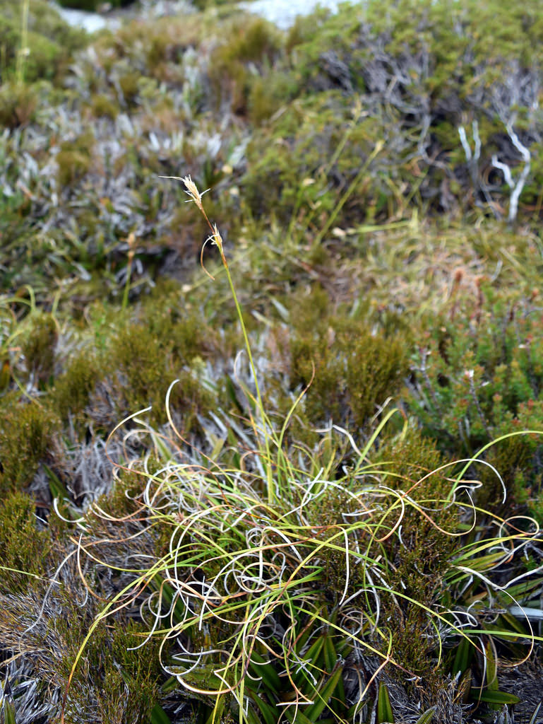 Plantsnap – Identify Plants, Trees, Mushrooms With An App