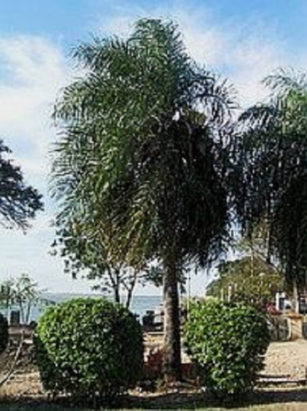 Plantsnap – Identify Plants, Trees, Mushrooms With An App