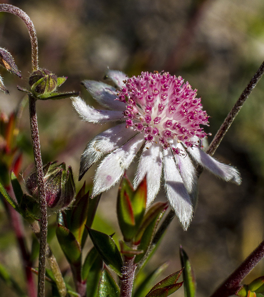 Plantsnap – Identify Plants, Trees, Mushrooms With An App