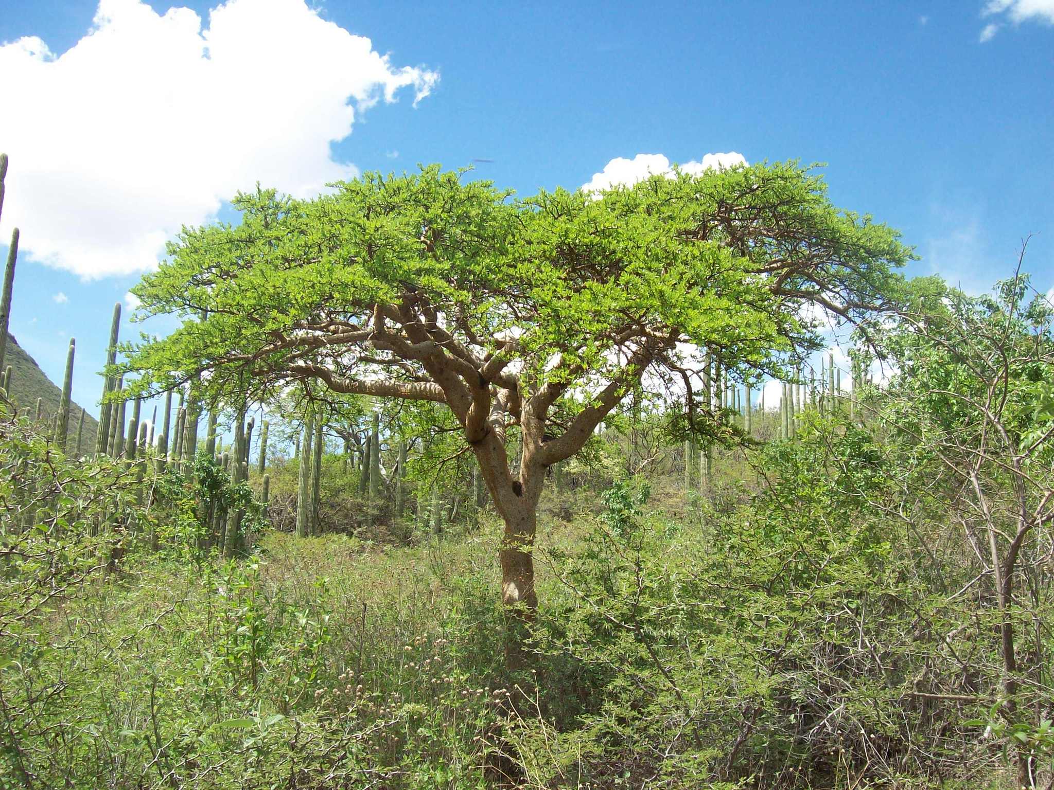 Plantsnap – Identify Plants, Trees, Mushrooms With An App