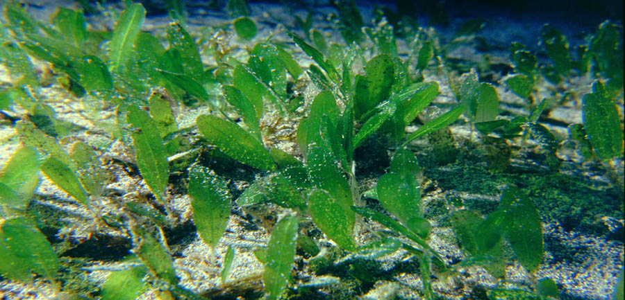 Plantsnap – Identify Plants, Trees, Mushrooms With An App