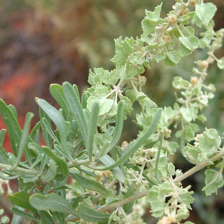 Plantsnap – Identify Plants, Trees, Mushrooms With An App