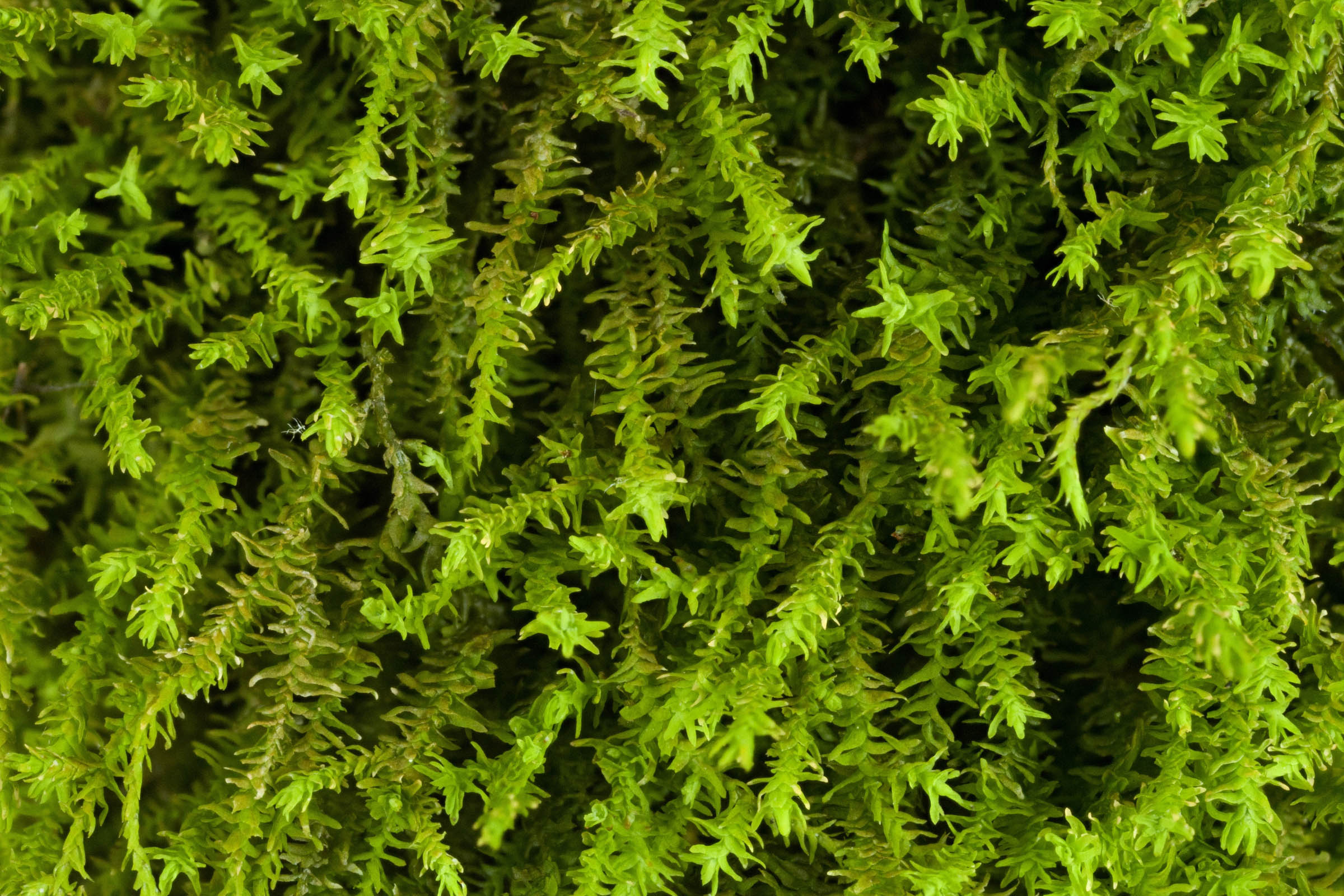 Plantsnap Identify Plants Trees Mushrooms With An App Plantsnap Identify Plants Trees Mushrooms With An App