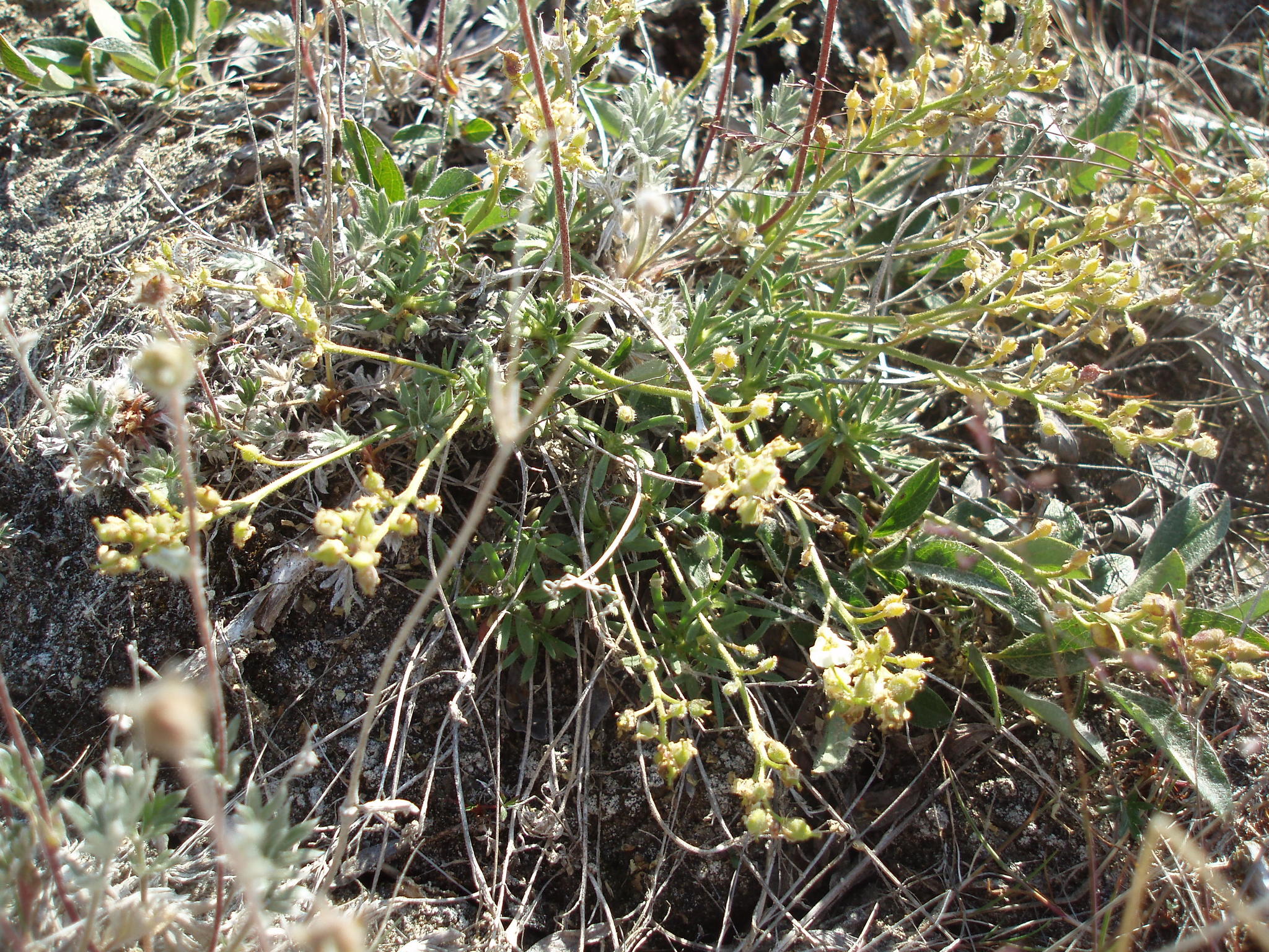 Hairy braya - Plantsnap - Identify Plants, Trees, Mushrooms With An App