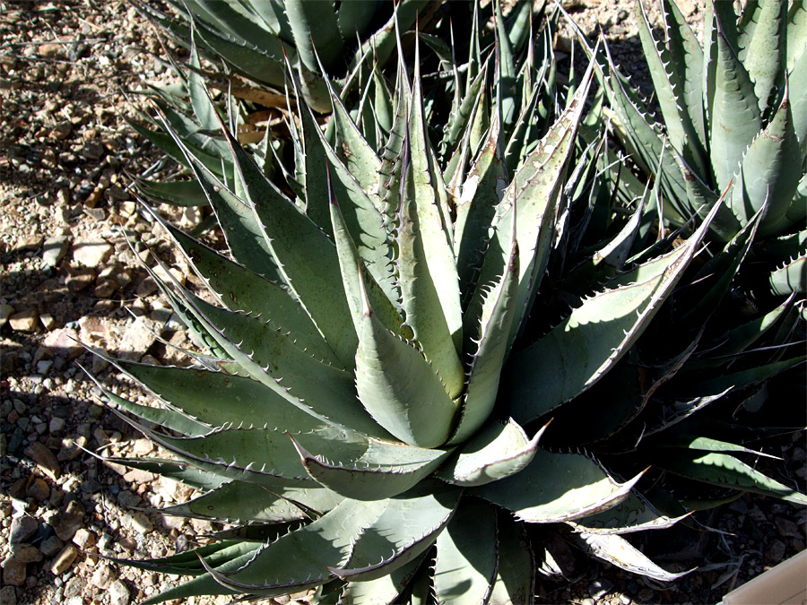 Plantsnap – Identify Plants, Trees, Mushrooms With An App