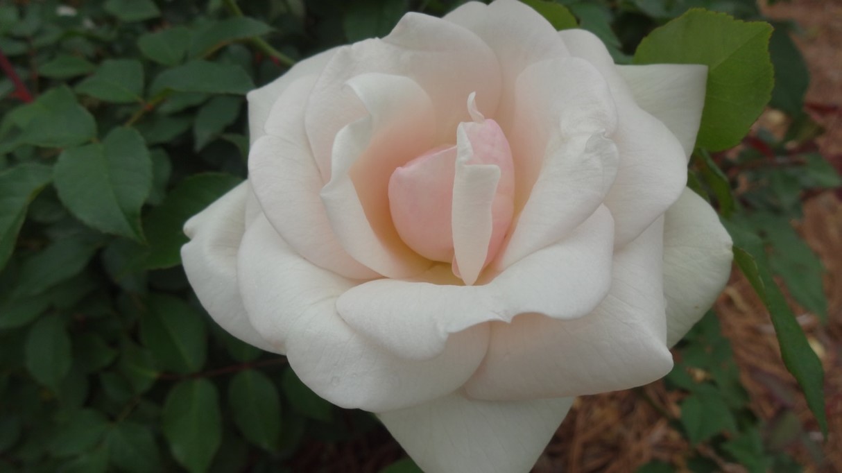 How to care for White rose - Complete Plant Care Guide | PlantSnap ...