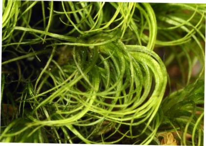 Broader-leaved fork-moss - Plantsnap - Identify Plants, Trees ...