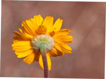How to care for Narrowleaf eremitis - Complete Plant Care Guide ...