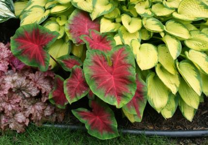 Plantsnap – Identify Plants, Trees, Mushrooms With An App