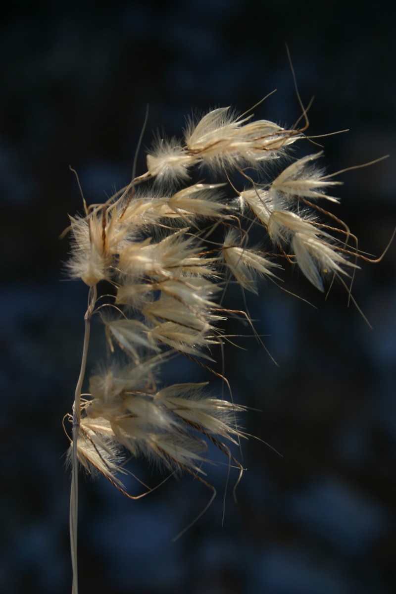 How to care for Kotschy’s oat-grass - Complete Plant Care Guide ...