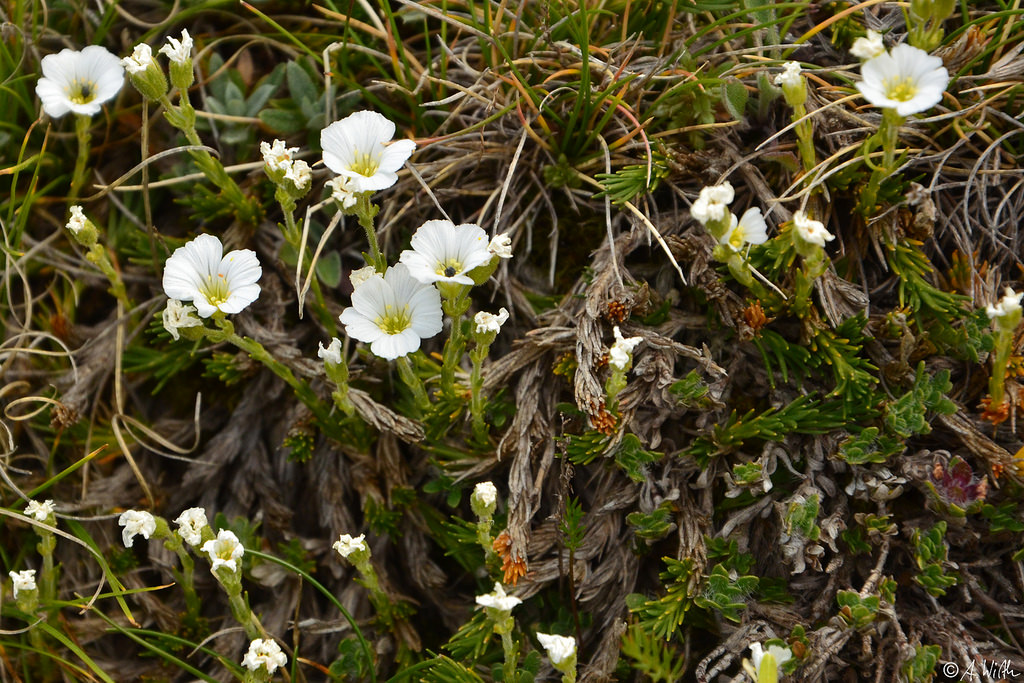 How to care for Doerfler's cushion - Complete Plant Care Guide ...