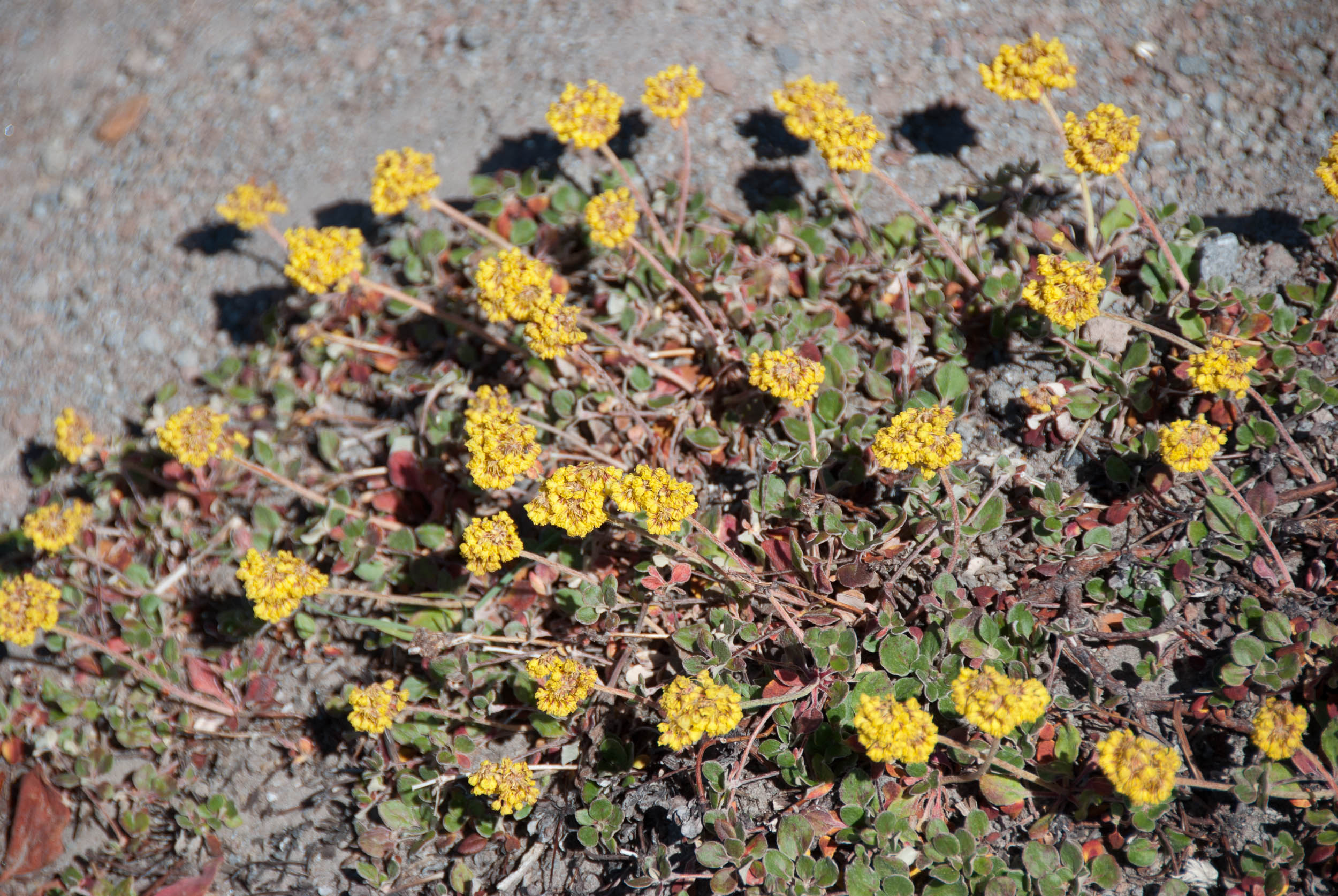 Plantsnap – Identify Plants, Trees, Mushrooms With An App