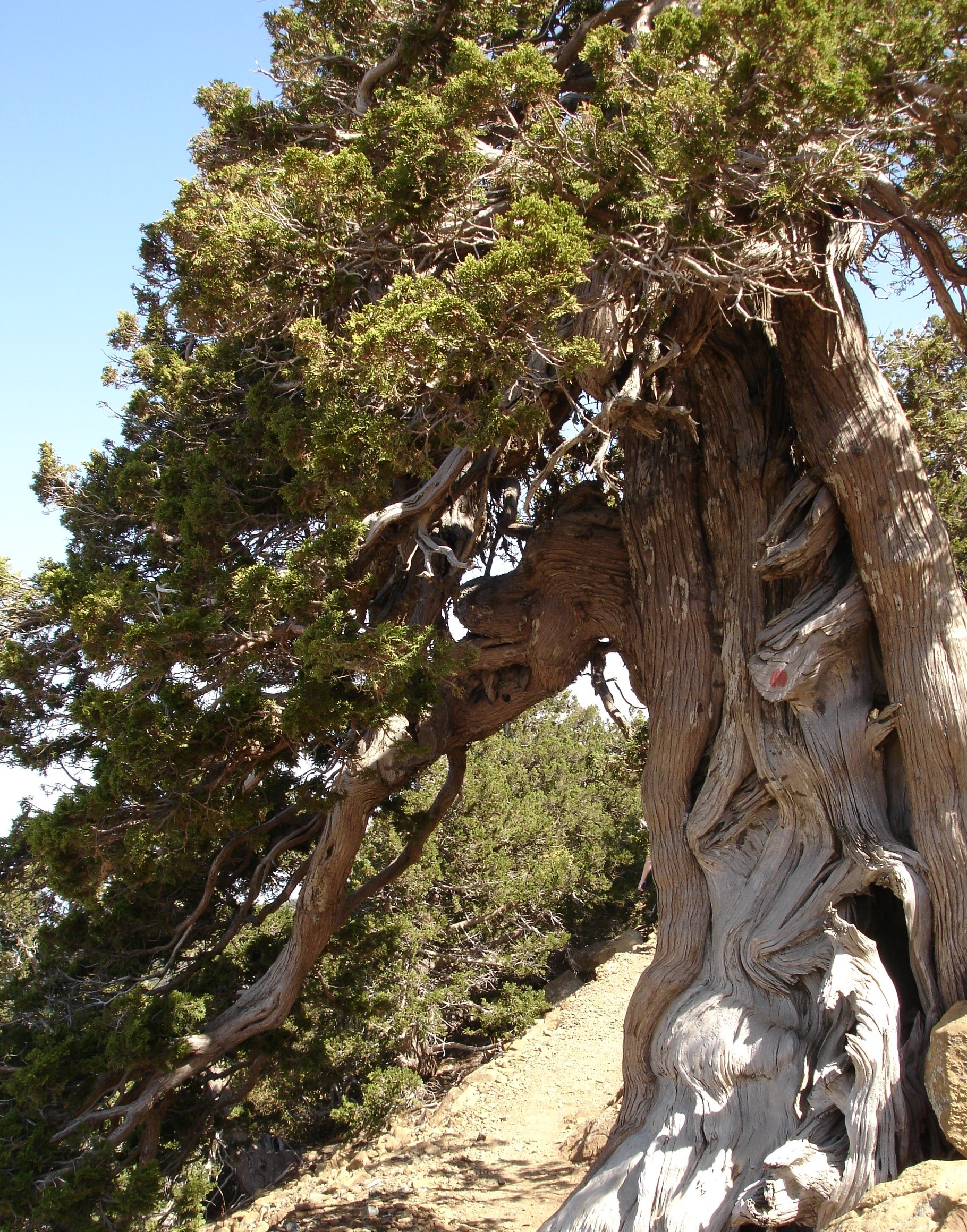 Plantsnap – Identify Plants, Trees, Mushrooms With An App