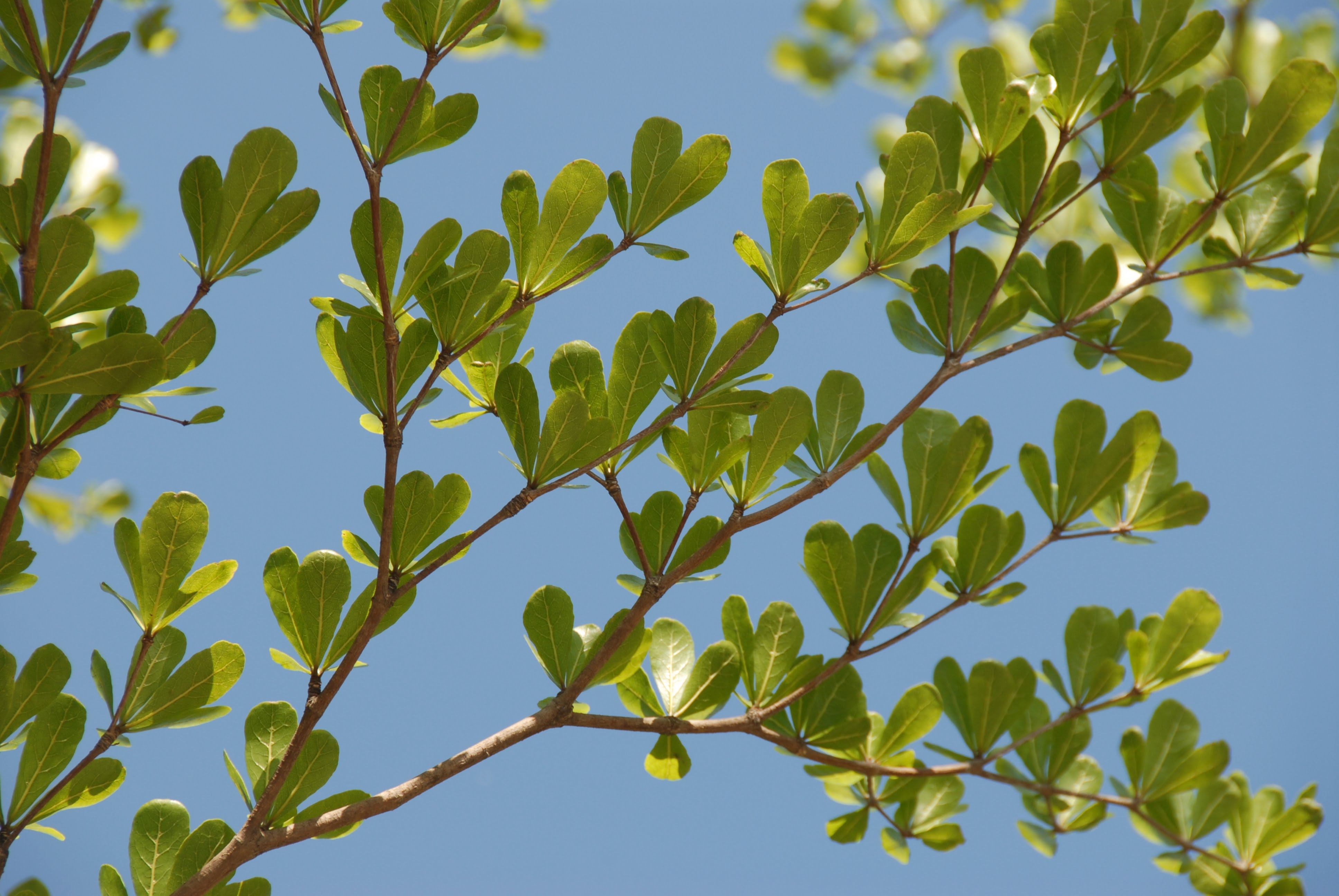 Plantsnap – Identify Plants, Trees, Mushrooms With An App