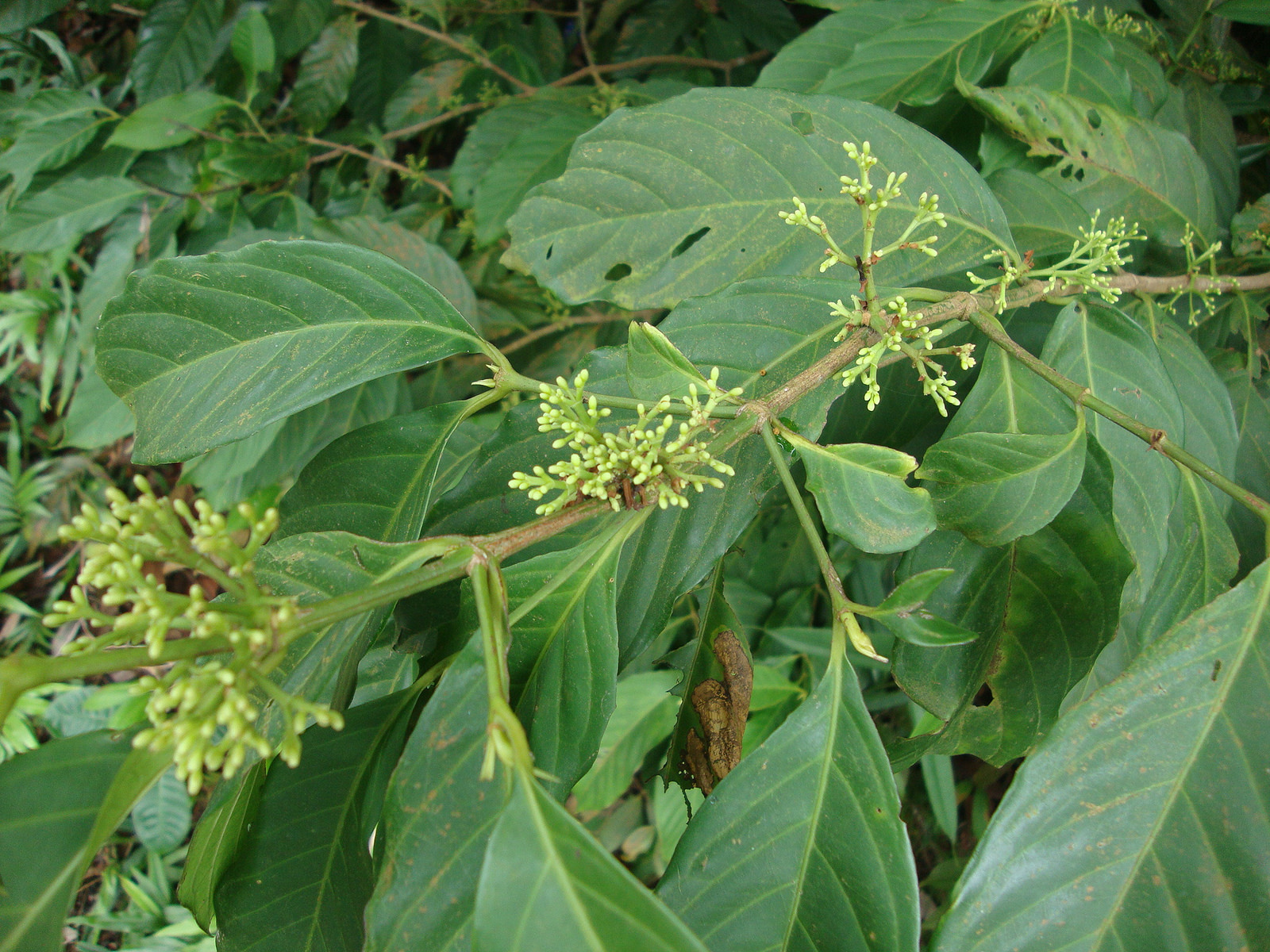 Plantsnap – Identify Plants, Trees, Mushrooms With An App