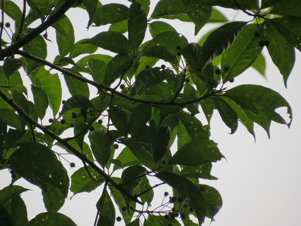 Plantsnap – Identify Plants, Trees, Mushrooms With An App