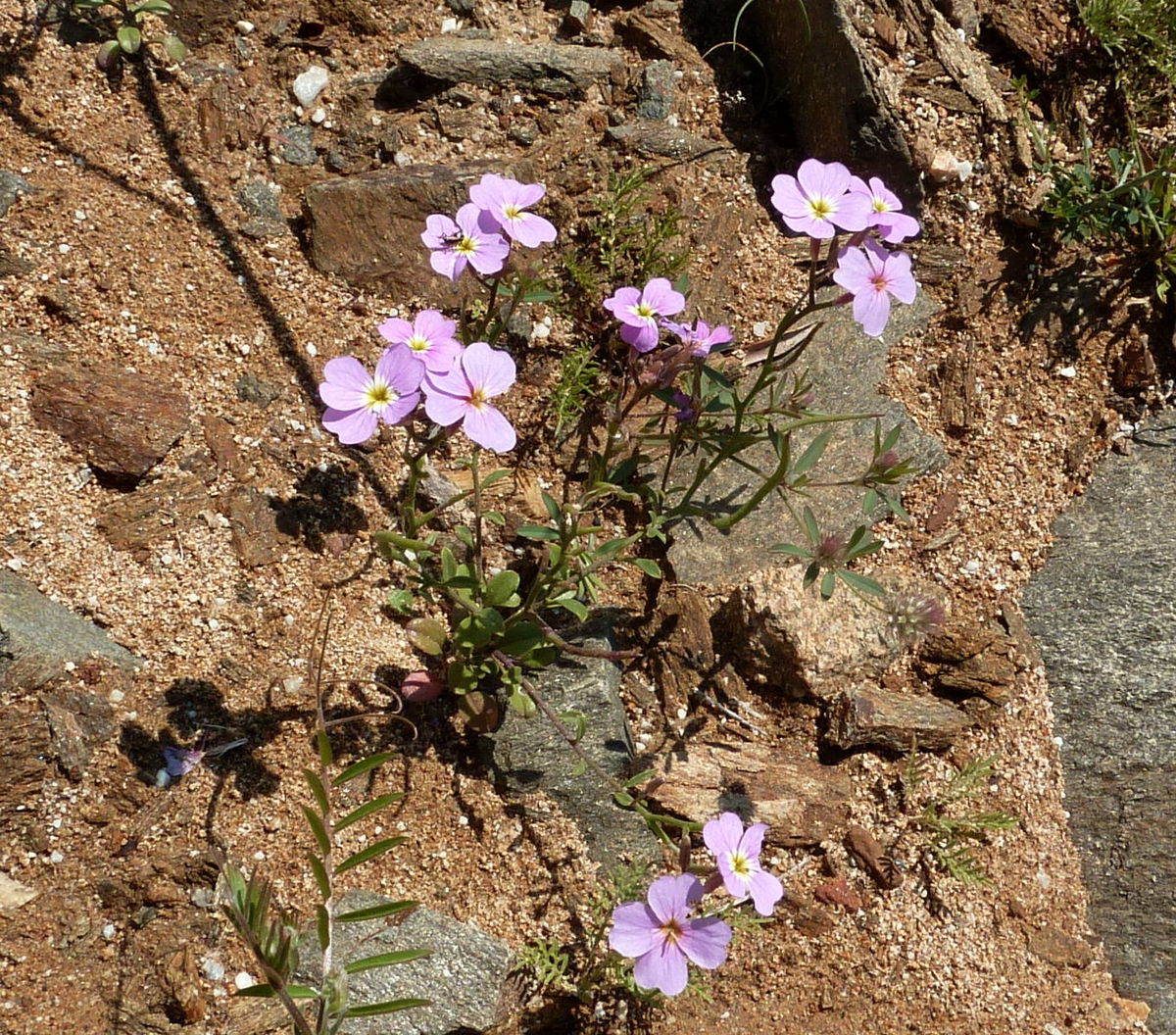 How to care for Three-lobed malcolmia - Complete Plant Care Guide ...