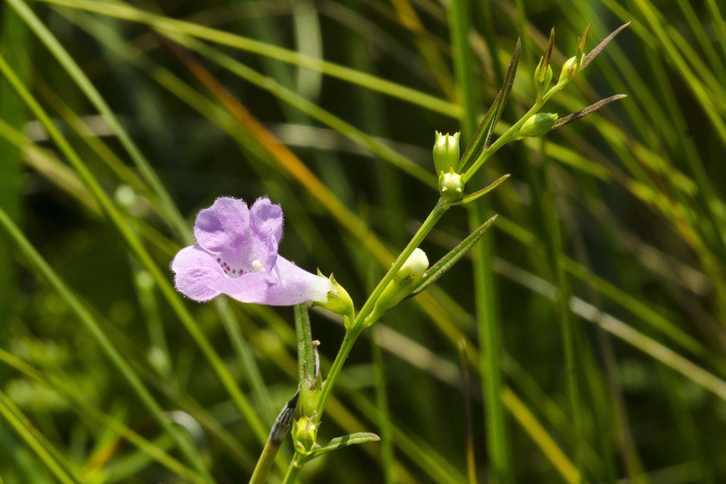 Plantsnap – Identify Plants, Trees, Mushrooms With An App