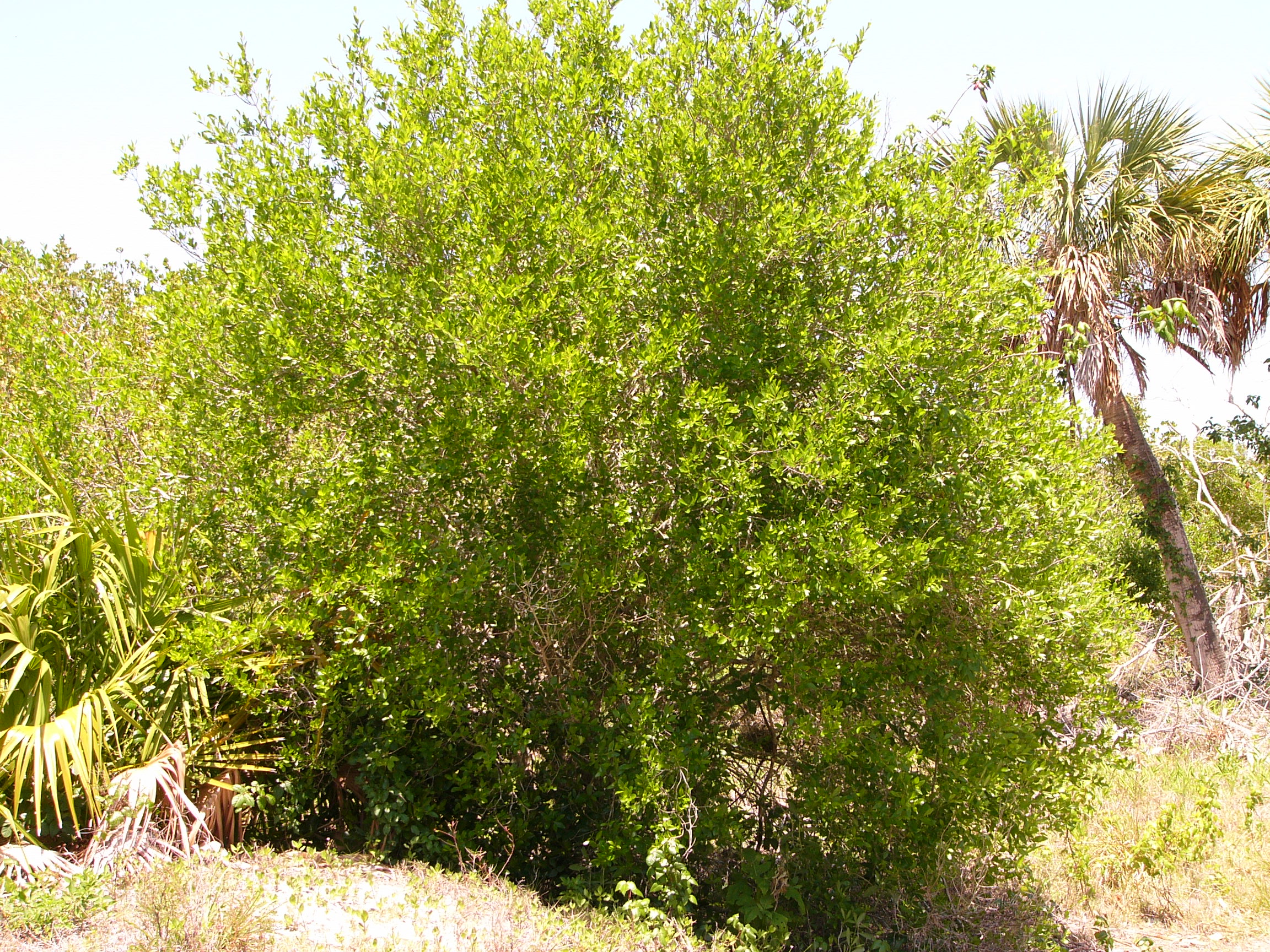 Plantsnap – Identify Plants, Trees, Mushrooms With An App