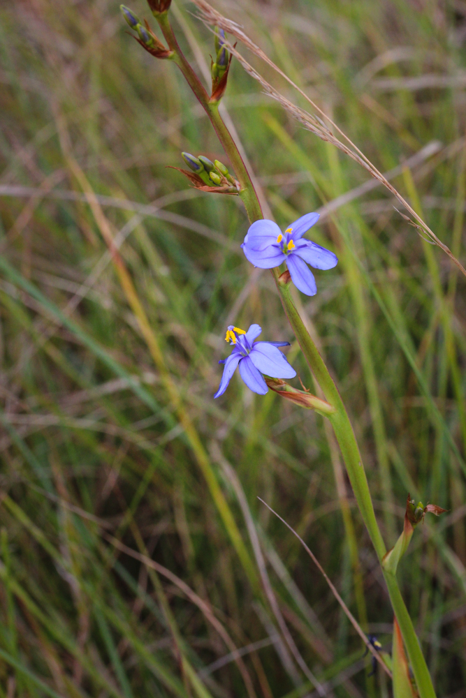 Plantsnap – Identify Plants, Trees, Mushrooms With An App